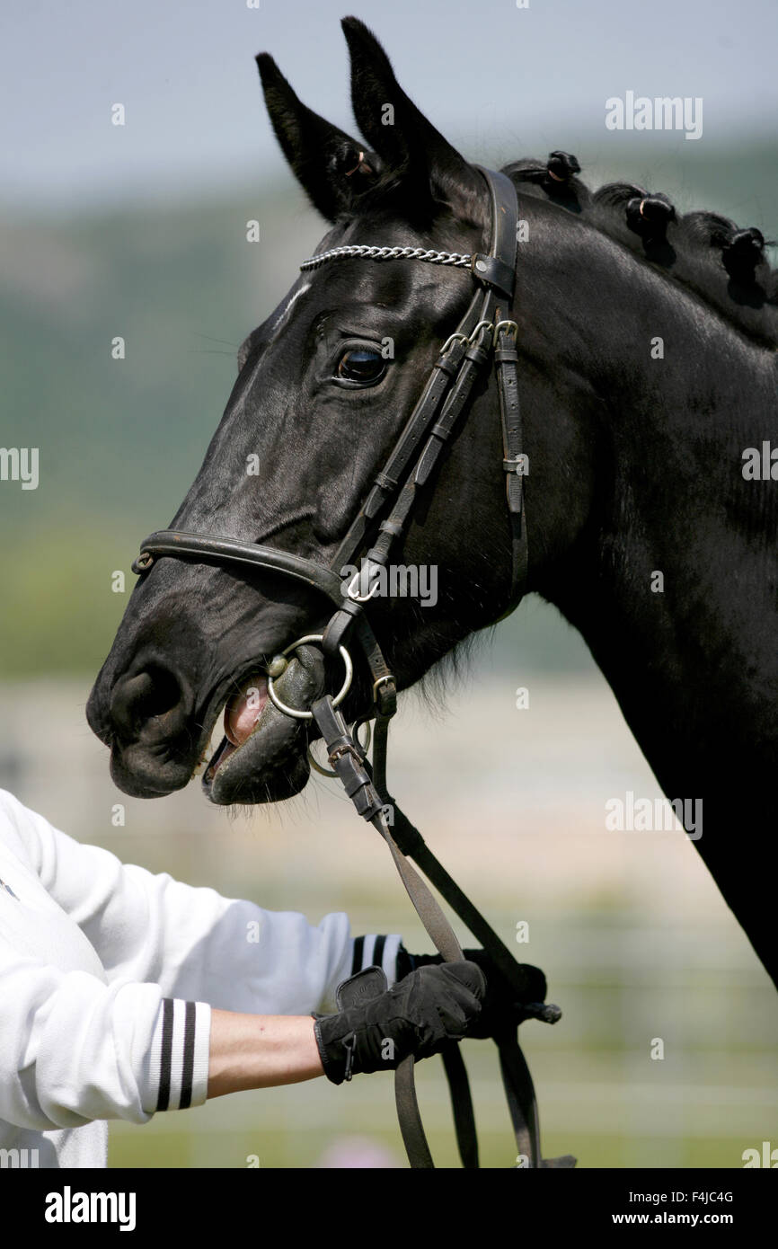 Side view portrait of a beautiful black colored stallion with breeder ...