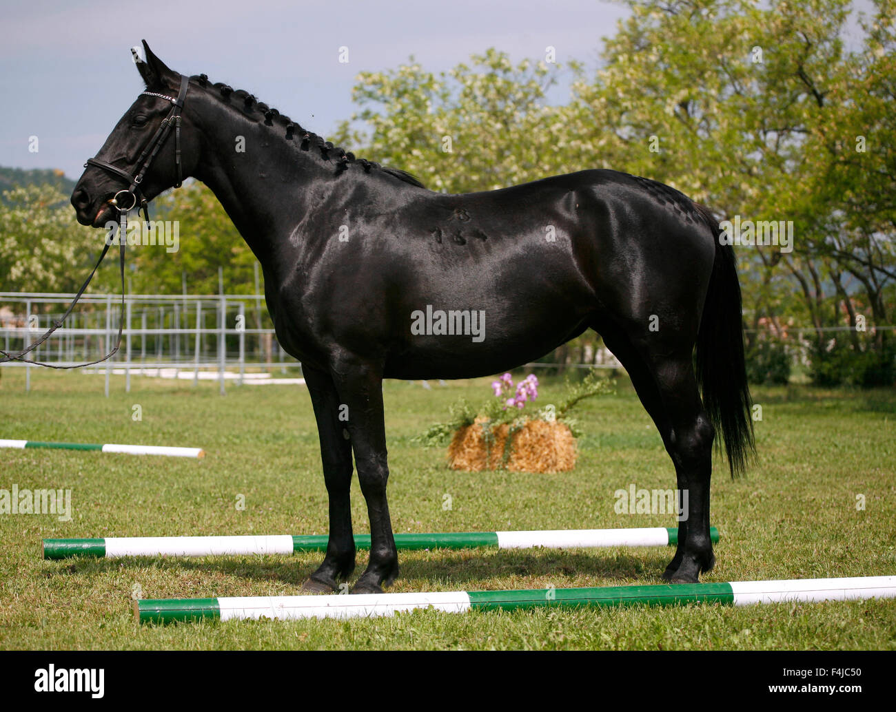 Side view shot of a beautiful black colored stallion Stock Photo - Alamy