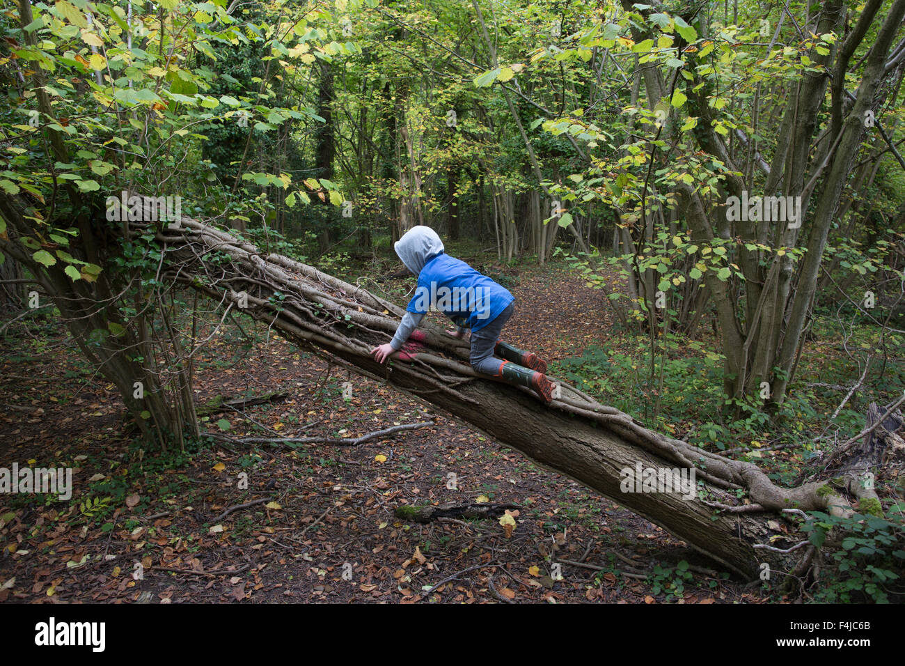 Climbing trees hi-res stock photography and images - Alamy