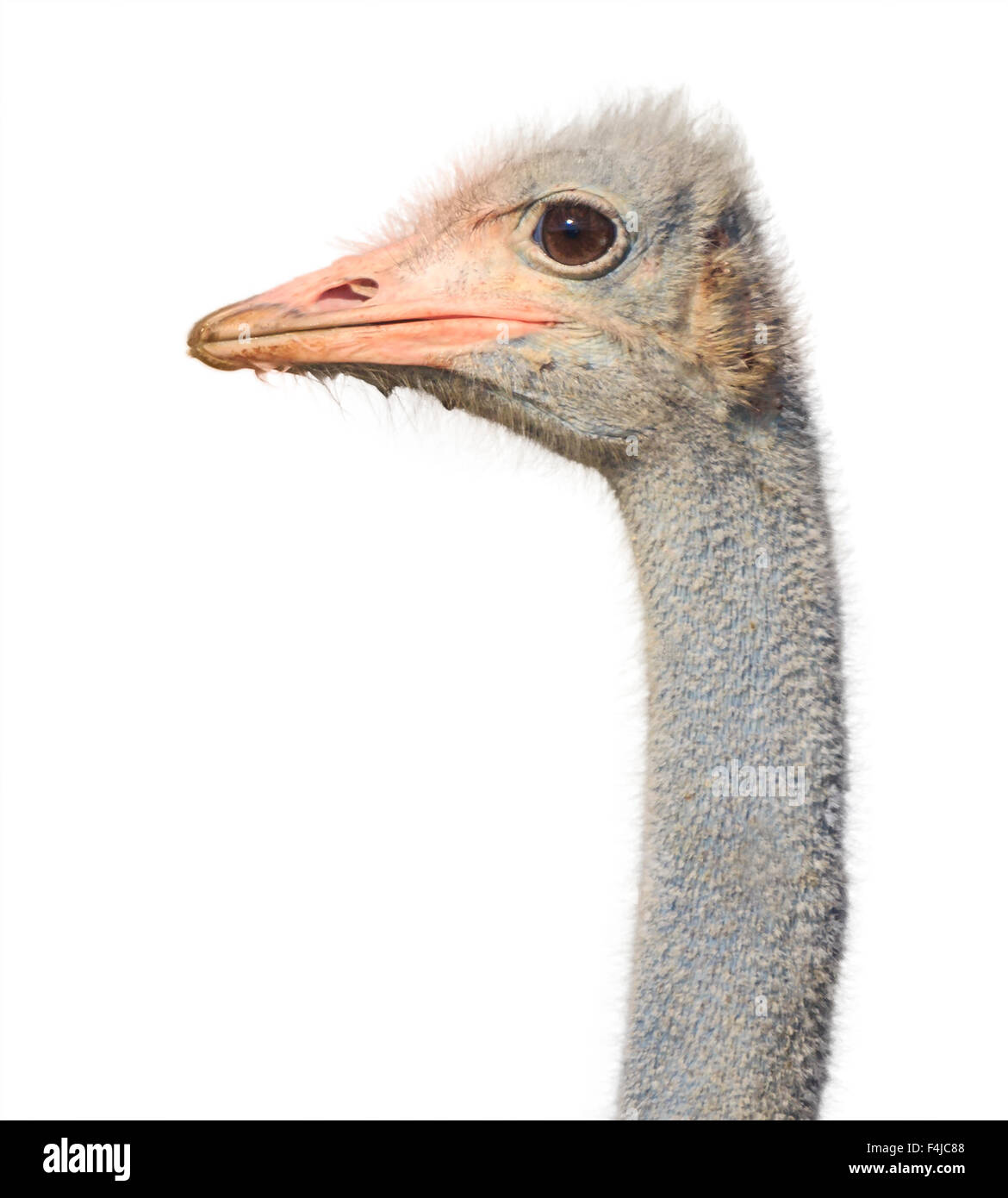 Bird and wildlife park Cut Out Stock Images & Pictures - Alamy