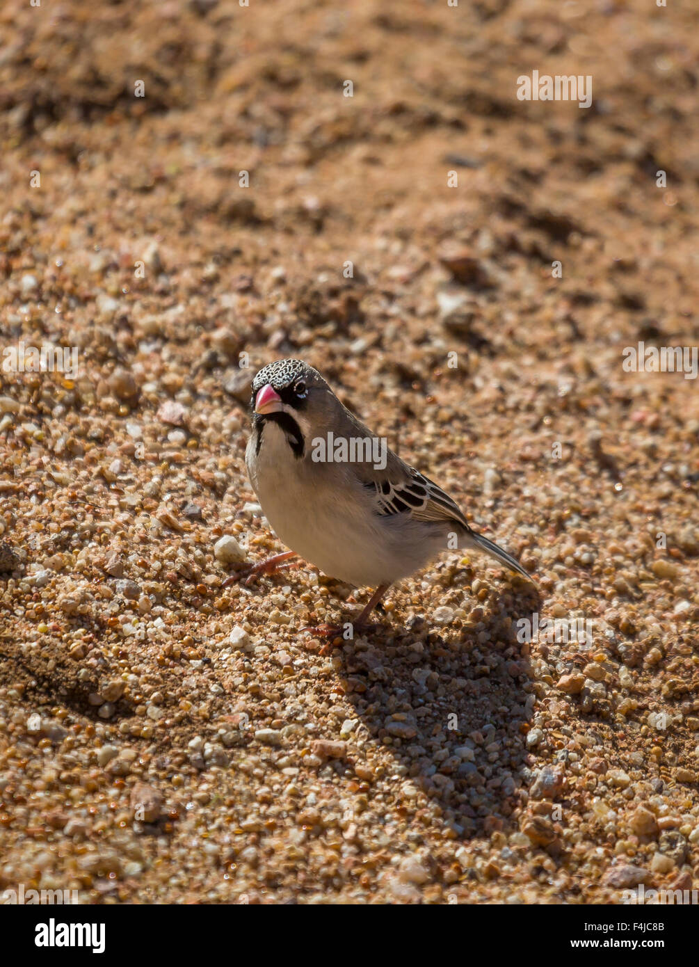 Manakin bird. Etosha National Park, Namibia, Africa Stock Photo - Alamy