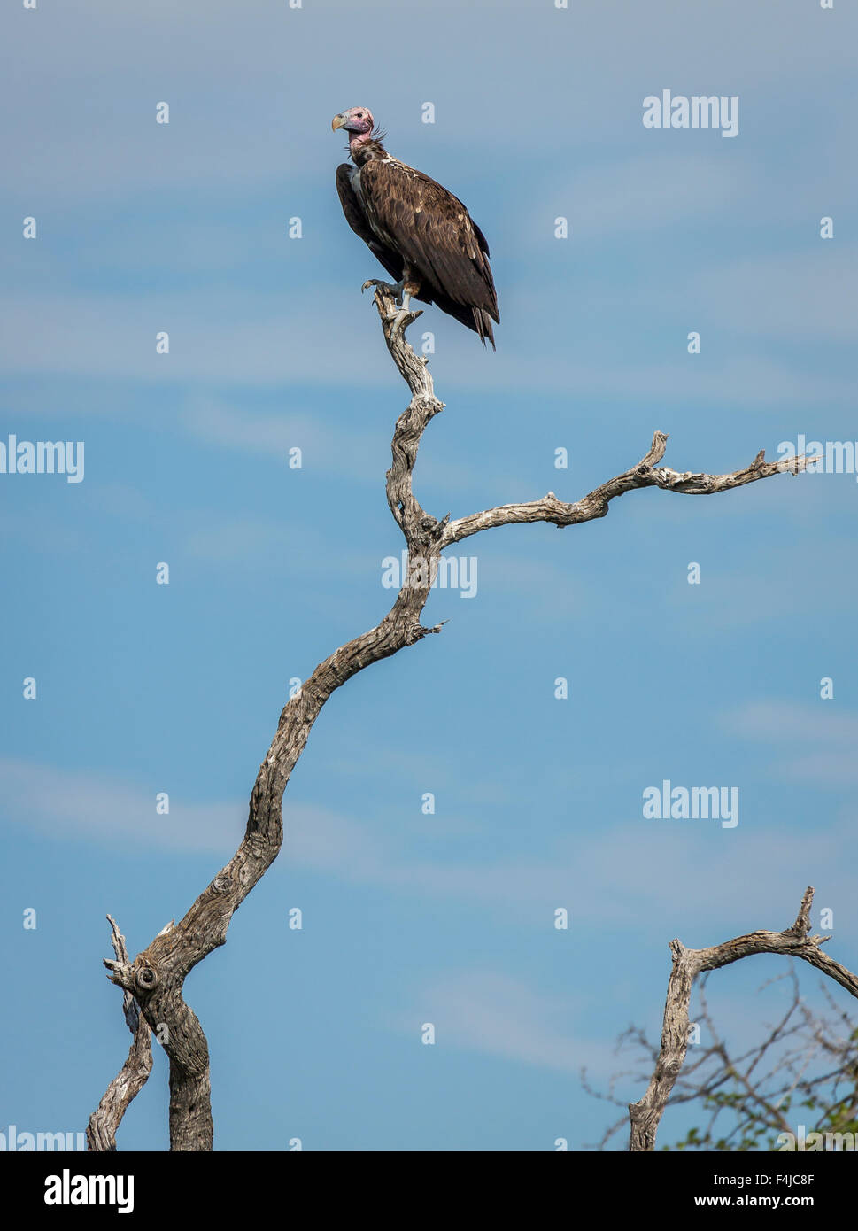 Vulture hi-res stock photography and images - Alamy