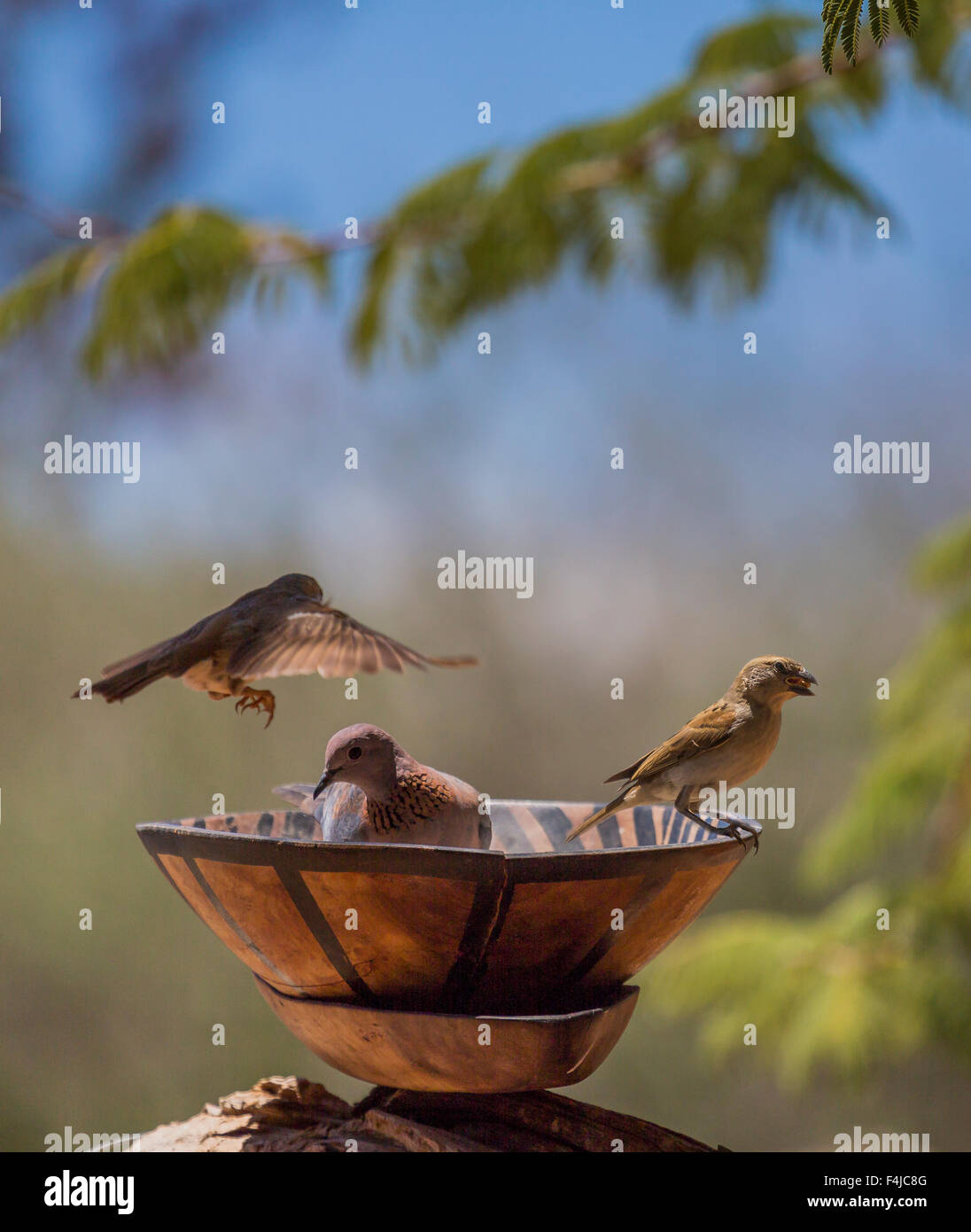 Manakin birds taking a bath, Etendeka Palmwag, Namibia Africa Stock ...