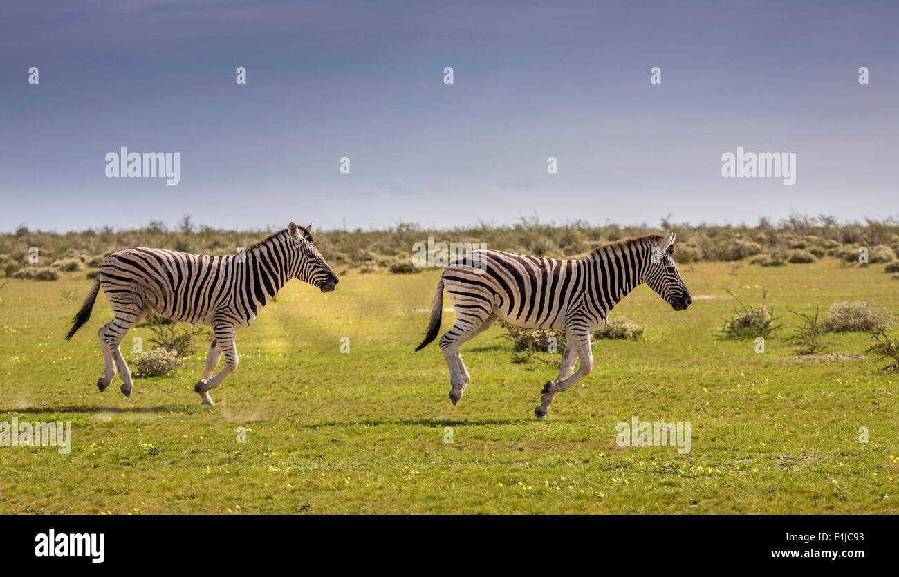 African animals running hi-res stock photography and images - Alamy