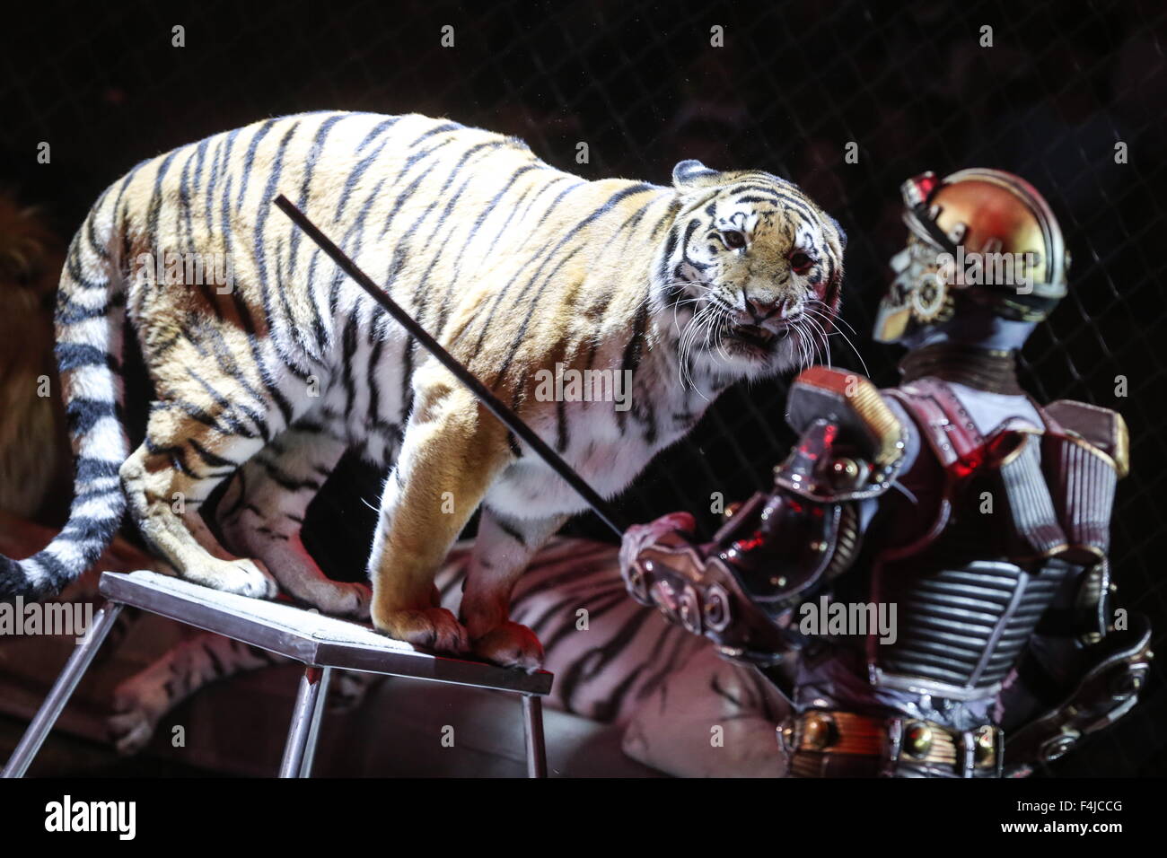 Circus Show Tiger Tamer High Resolution Stock Photography and Images ...