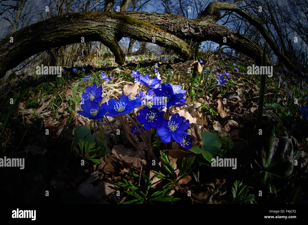 Wood anemone in forest hi-res stock photography and images - Alamy