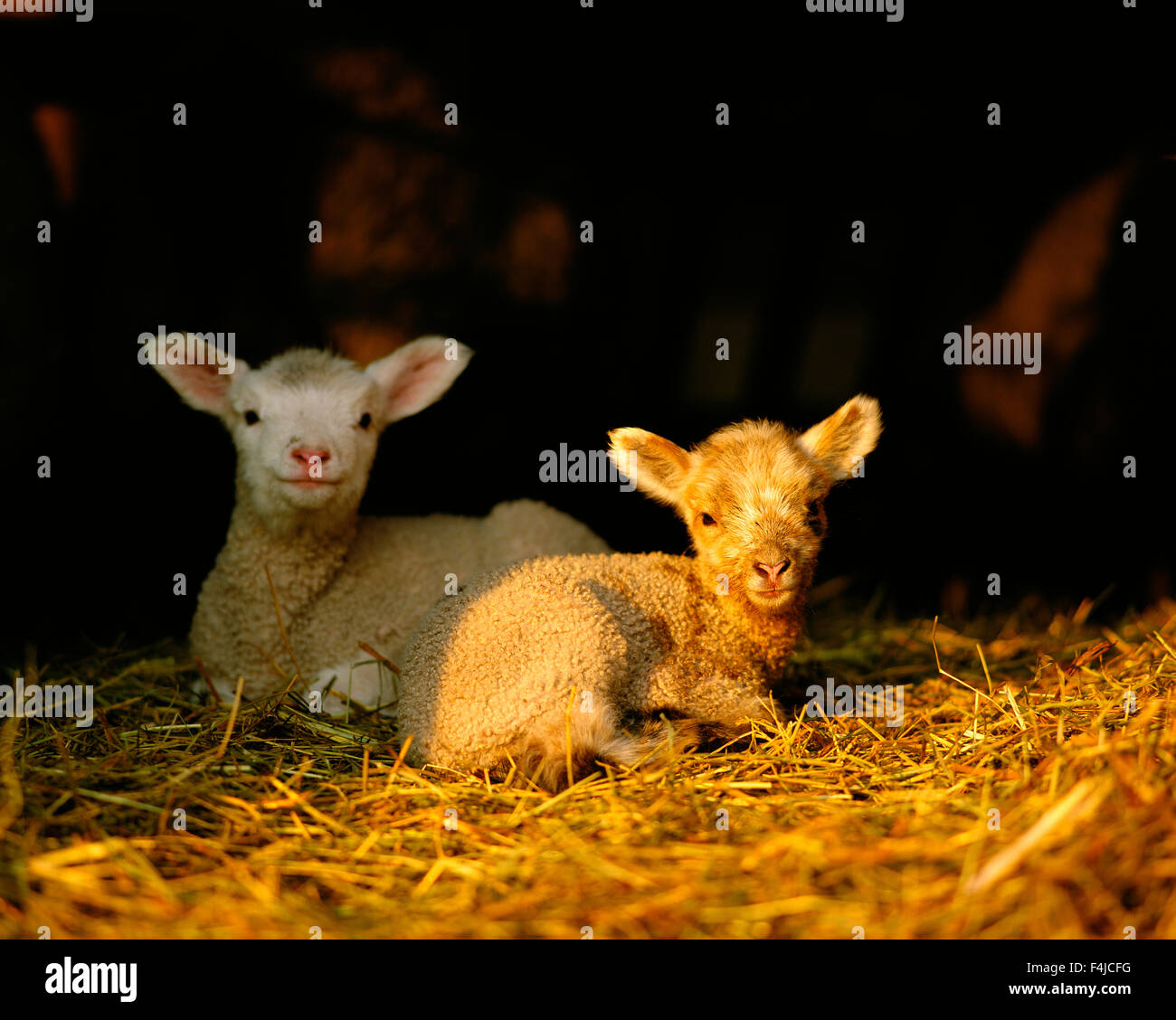 Inside barn hi-res stock photography and images - Alamy