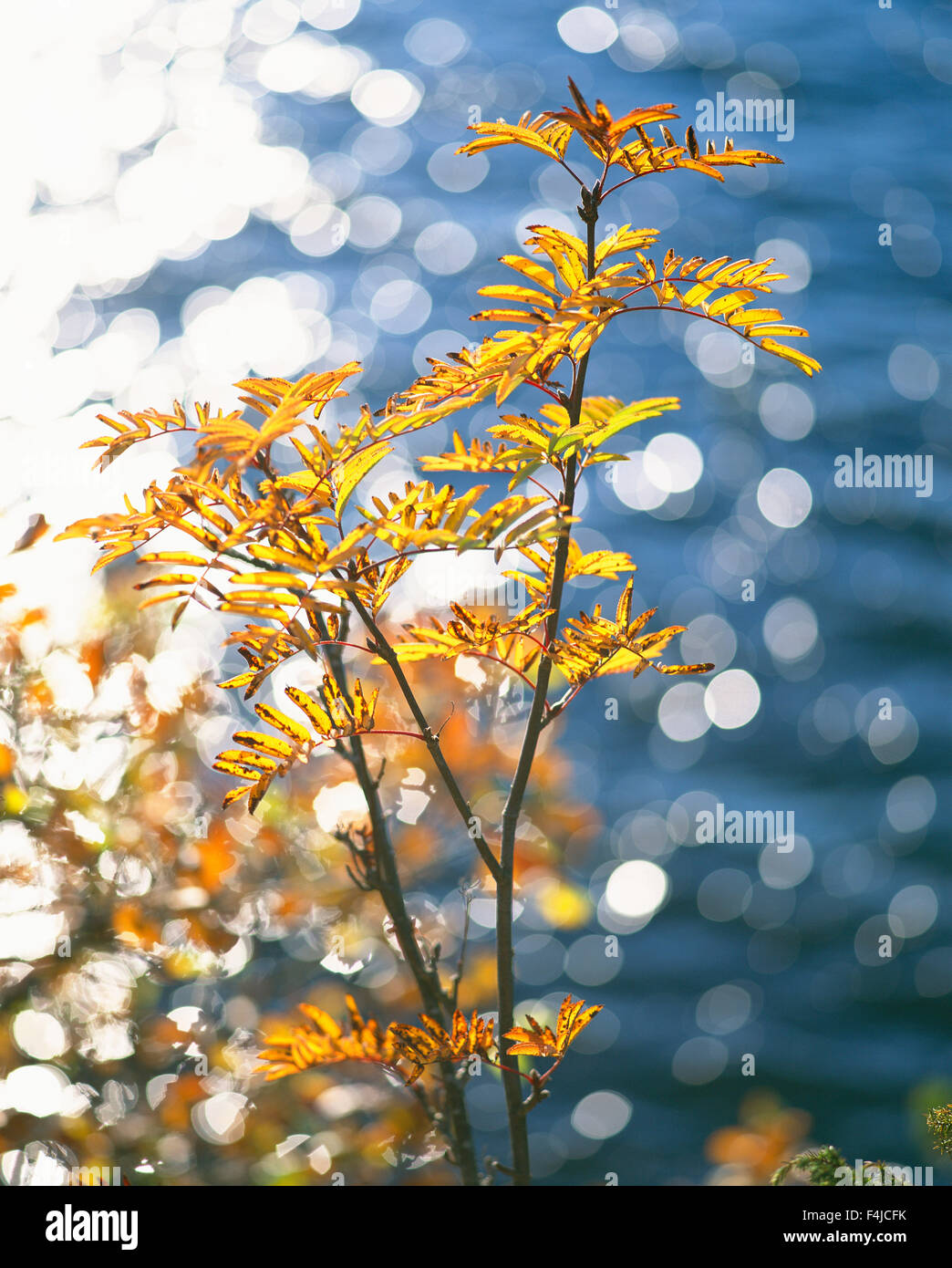 Stockholm in autumn hi-res stock photography and images - Alamy