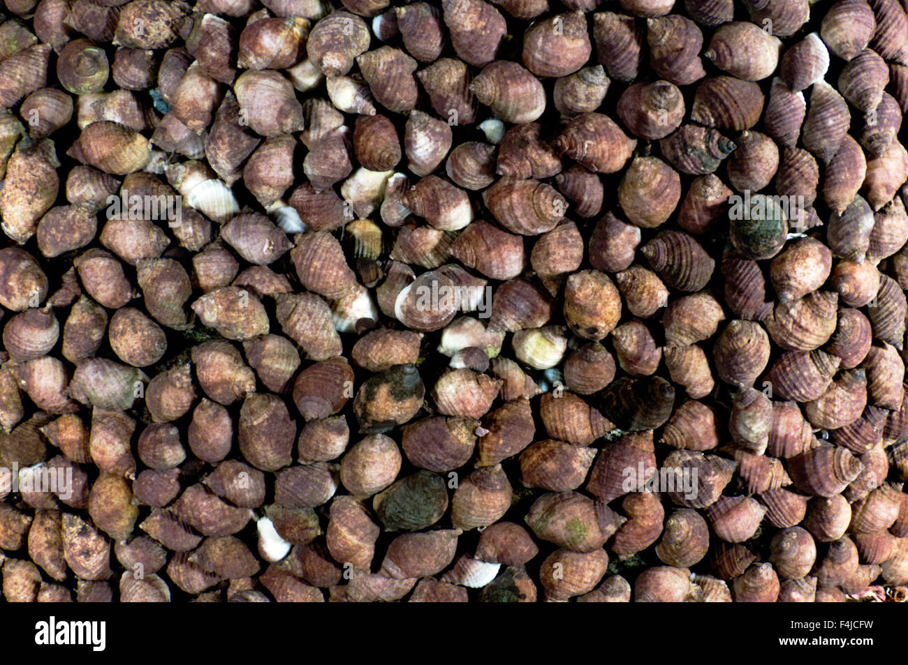 Arctic marine gastropods hi-res stock photography and images - Alamy