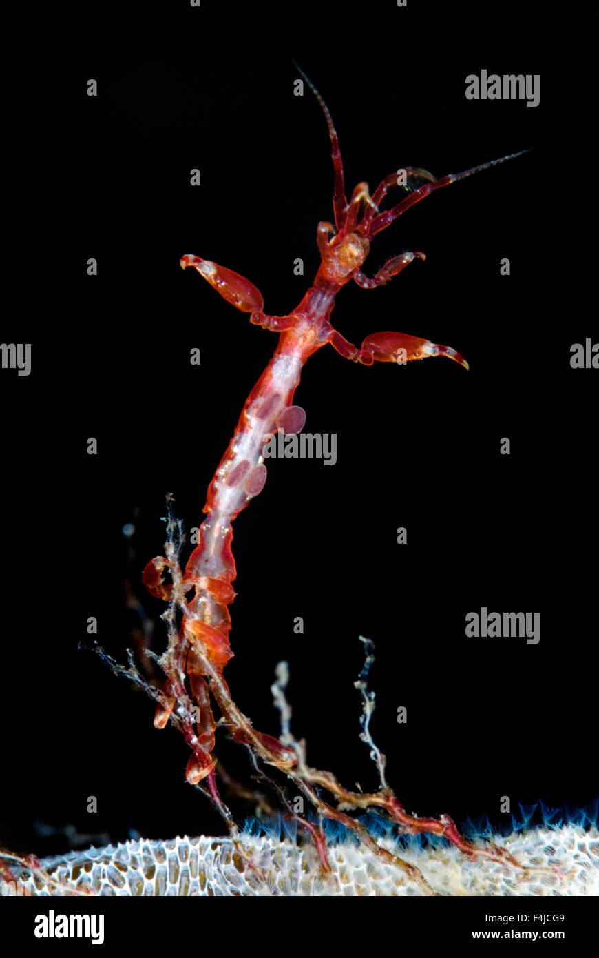 Skeleton shrimp (Caprellidea sp) on a hydroid on Sea-mat / Lacy crust ...