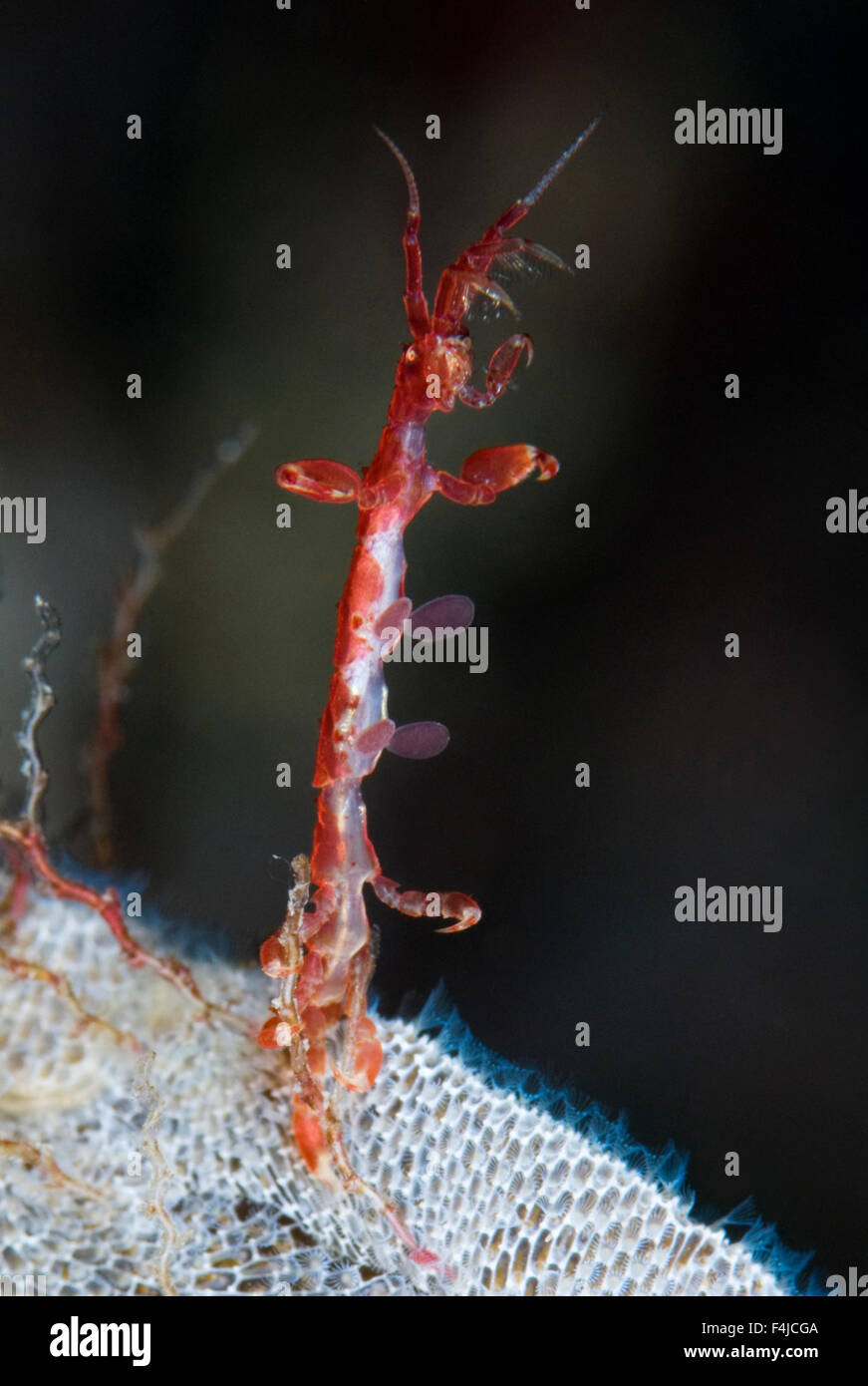 Crustaceans different species hi-res stock photography and images - Alamy