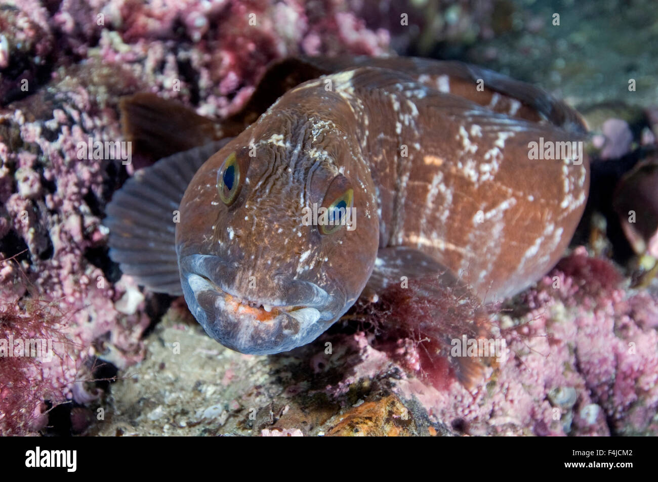 Wolffish Fish Britannicacom