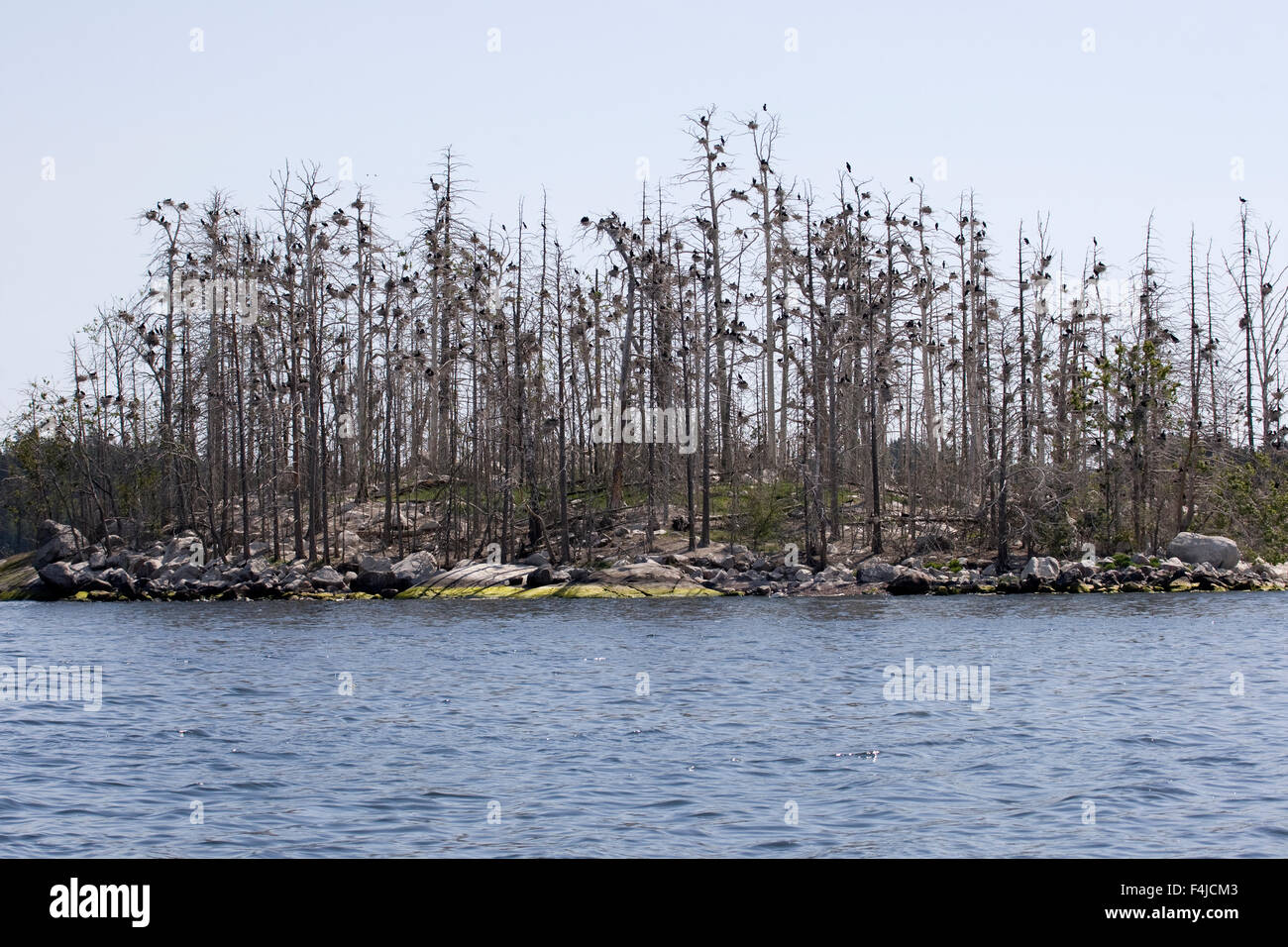 Scandinavian Peninsula, Sweden, Stockholm, View of lake with trees in ...