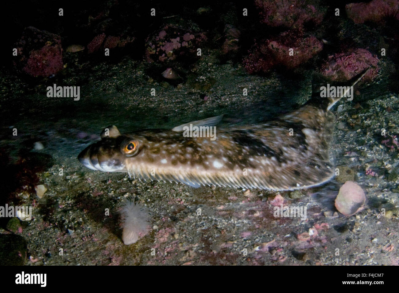 Atlantic halibut (Hippoglossus hippoglossus) Saltstraumen, Bodö, Norway ...
