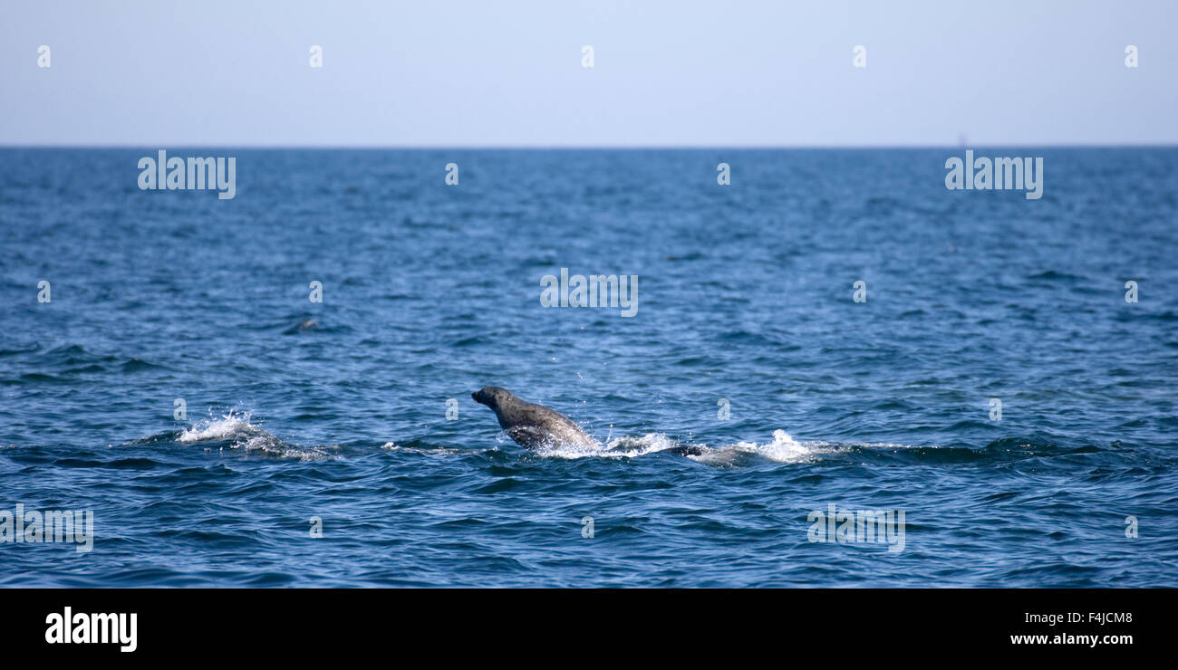 Seal splashing in the water hi-res stock photography and images - Alamy