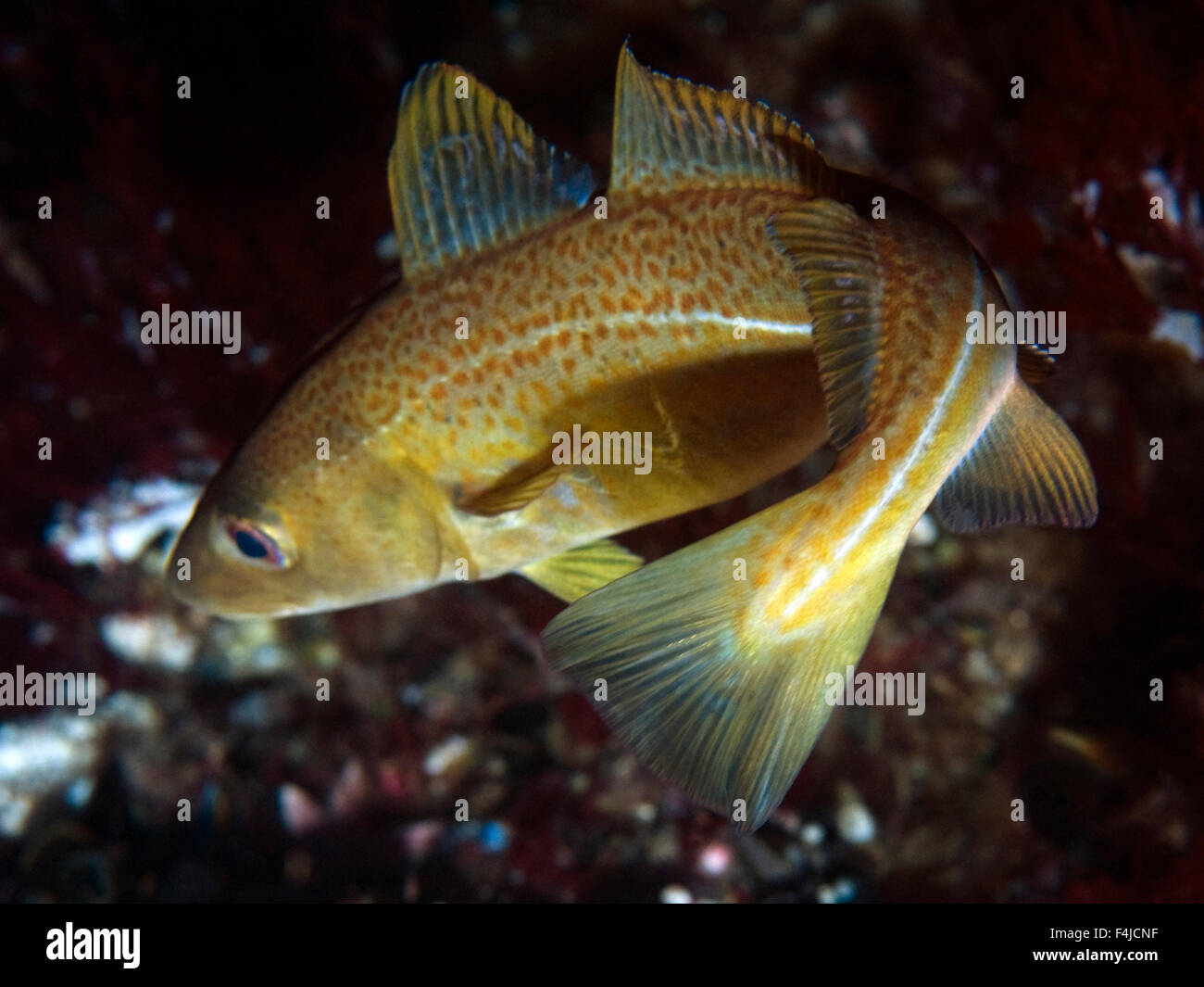 Arctic cod underwater hi-res stock photography and images - Alamy
