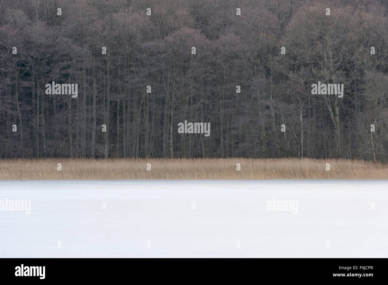 View of frozen lake by forest Stock Photo - Alamy