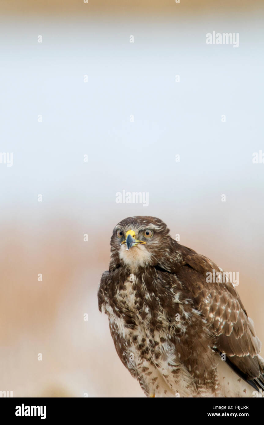 Eurasian common buzzard hi-res stock photography and images - Alamy