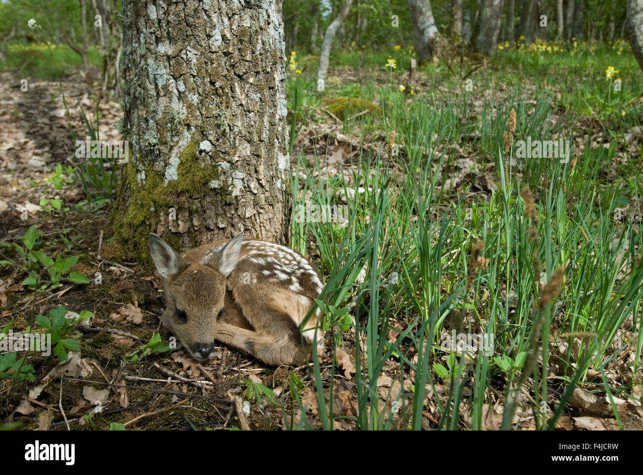Deer Under Tree Stock Photos & Deer Under Tree Stock Images - Alamy
