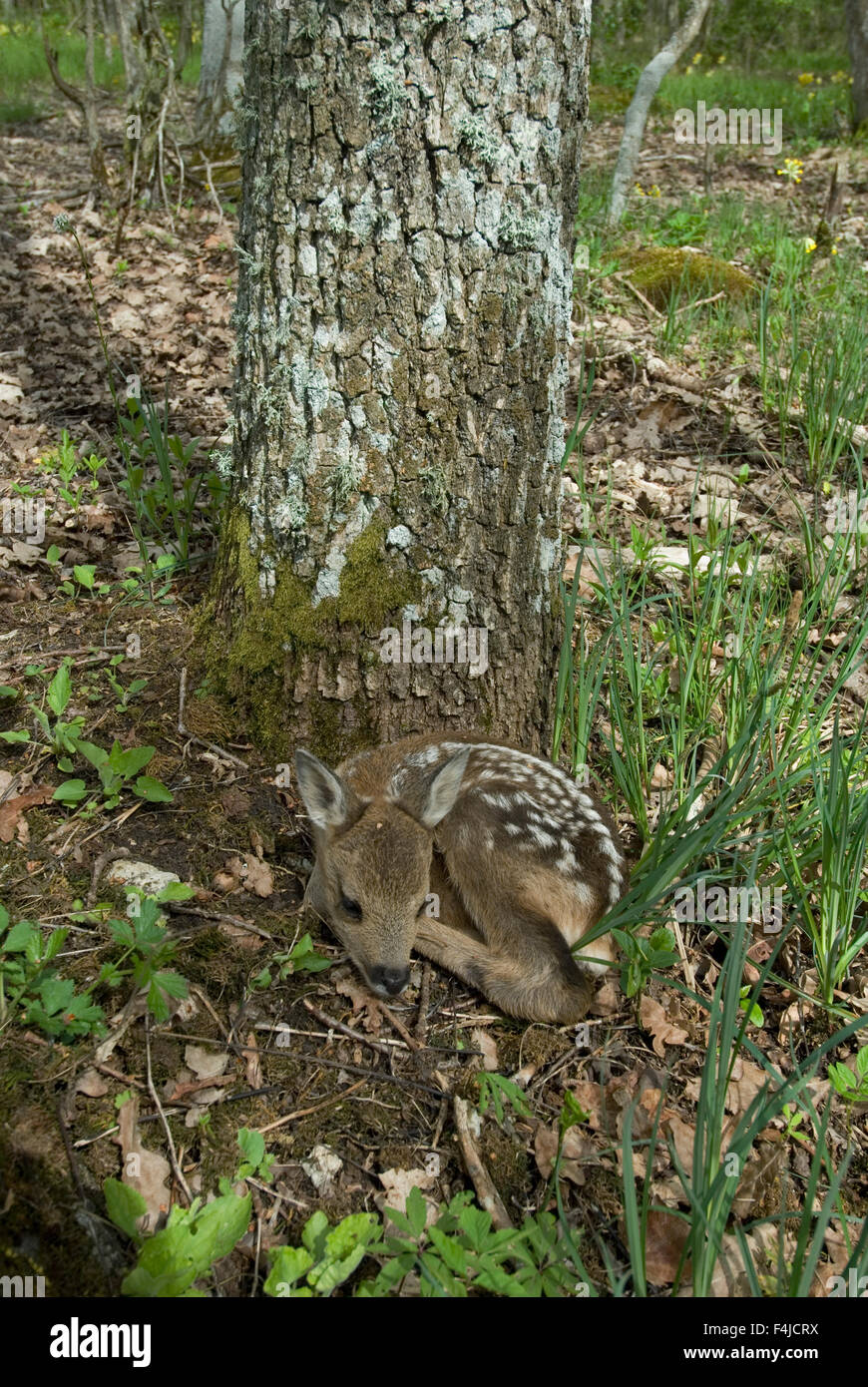 Deer sitting under tree hi-res stock photography and images - Alamy