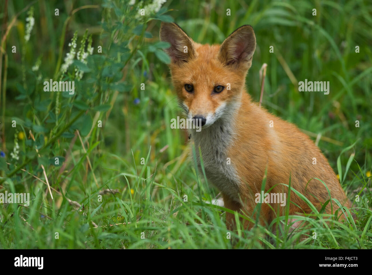 Sweden, Scandinavia, Oland, Red fox sitting in grass, close-up Stock ...