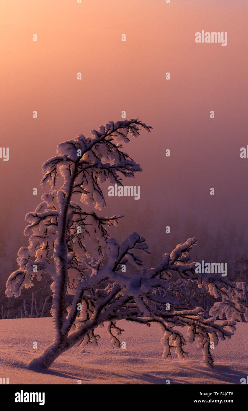 Scandinavia, Norway, Birch tree covered with snow at dawn Stock Photo ...