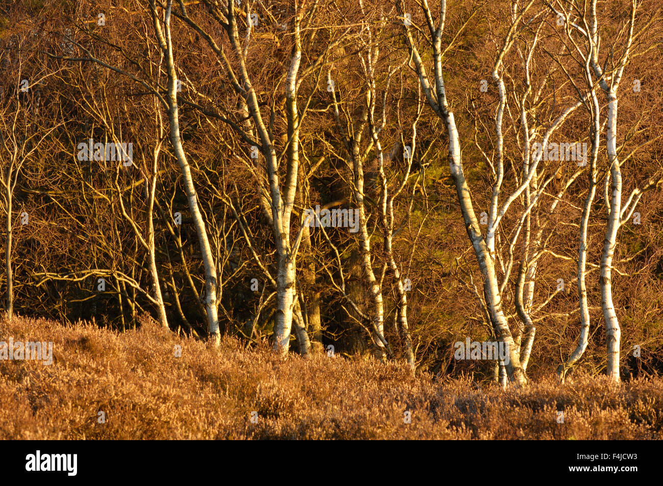 Scandinavia, Sweden, Gothenburg, Birch trees in forest Stock Photo - Alamy