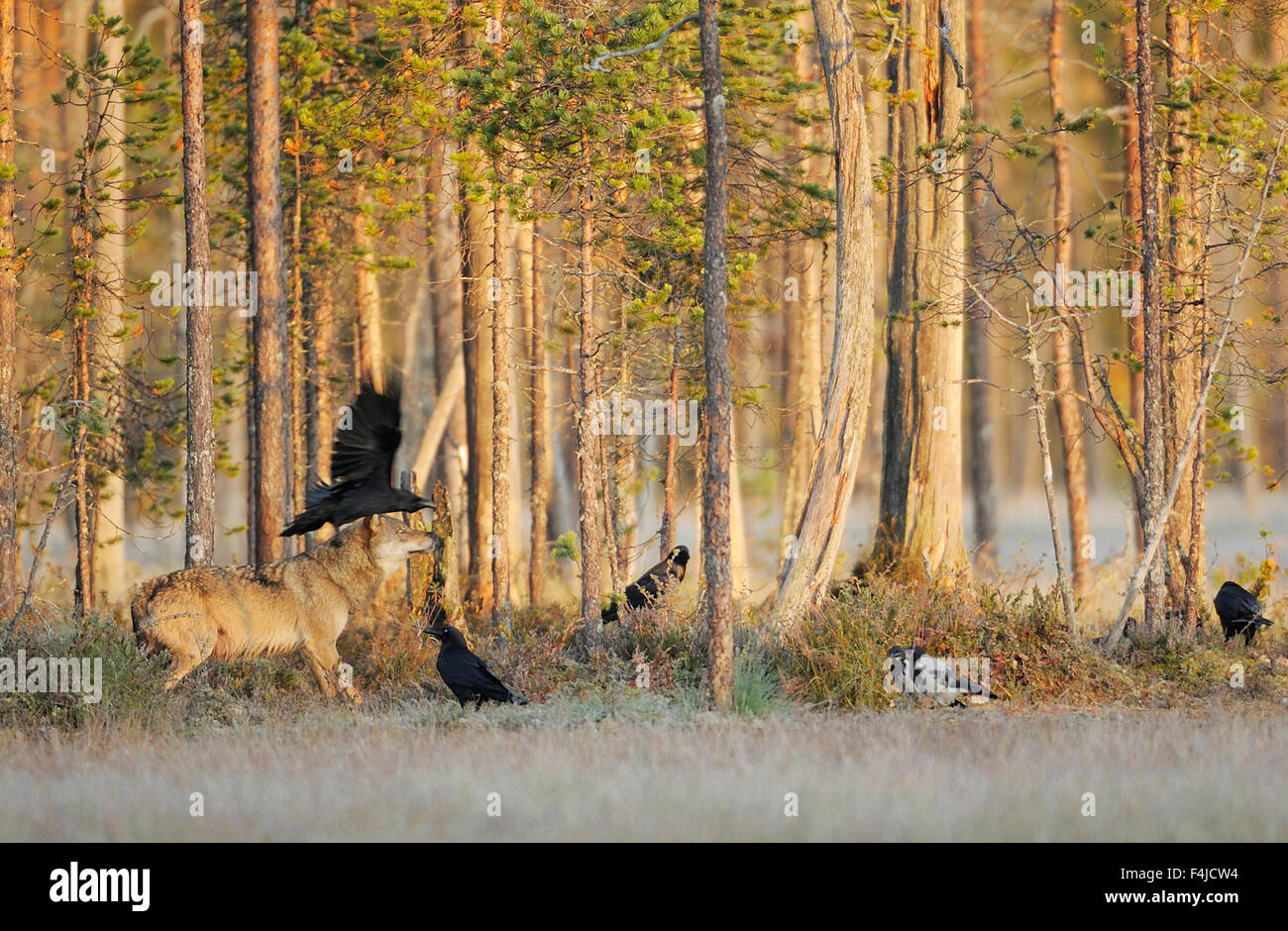 Taiga plants and animals hi-res stock photography and images - Alamy