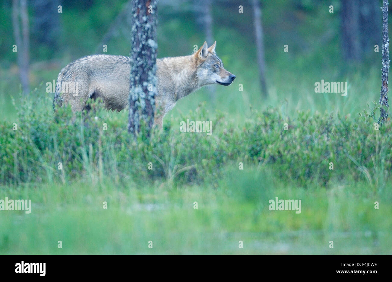 Wild European Grey wolf (Canis lupus) Kuhmo, Finland, July 2008 Stock ...