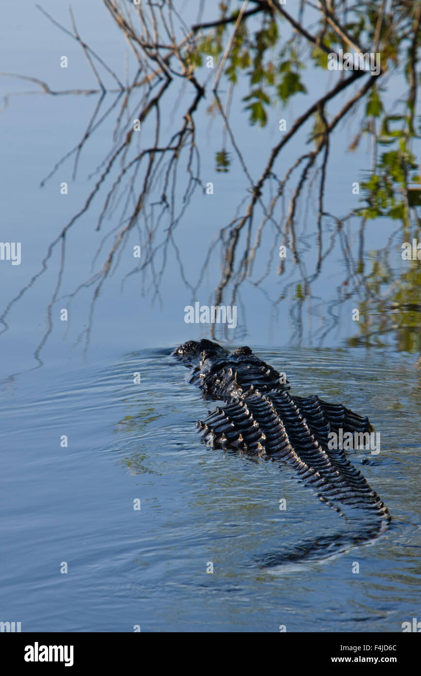 alligatoridae America american American alligator color image ...