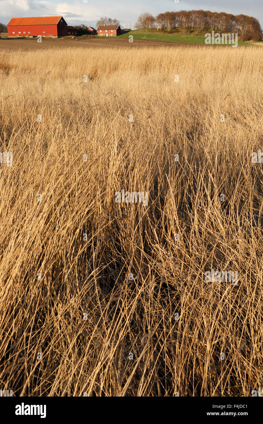 Field in fron of a farm Stock Photo - Alamy