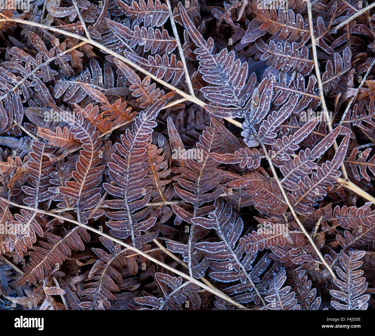 Autumn bracken hi-res stock photography and images - Alamy