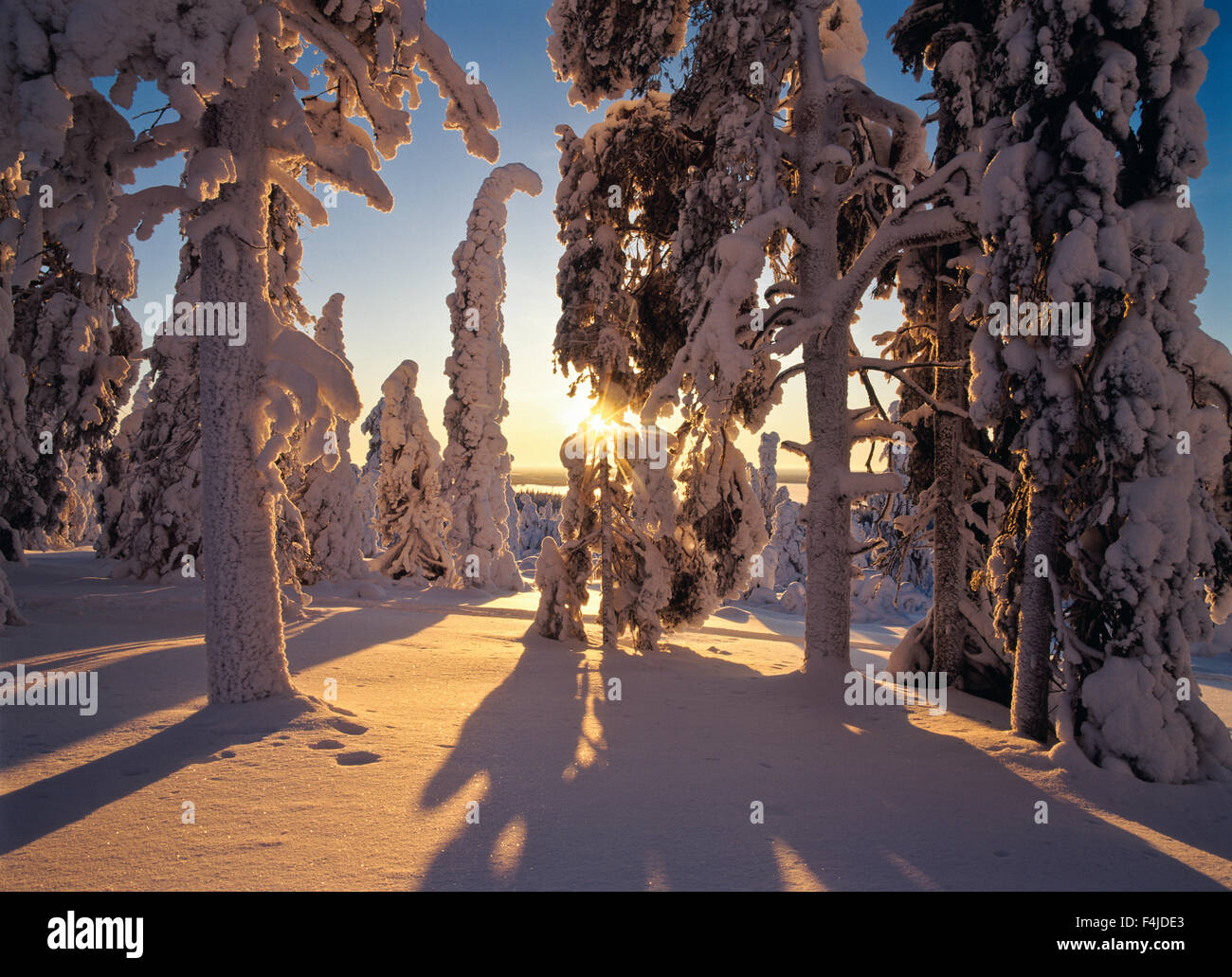 Scandinavia, Coniferous trees covered with snow Stock Photo - Alamy