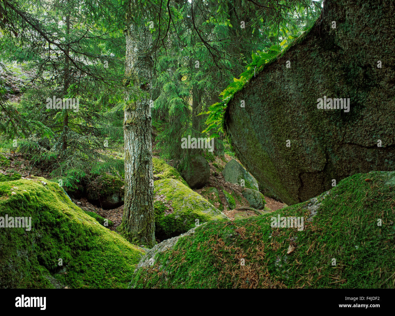 Rock covered moss hi-res stock photography and images - Alamy