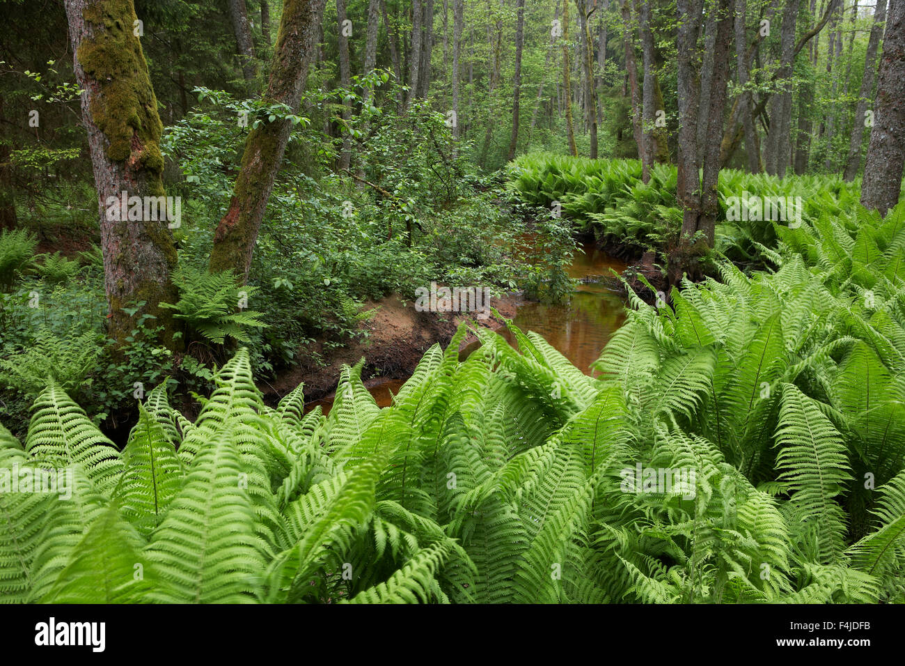 Scandinavia, Sweden, Vastergotland, View of swamp in forest Stock Photo ...