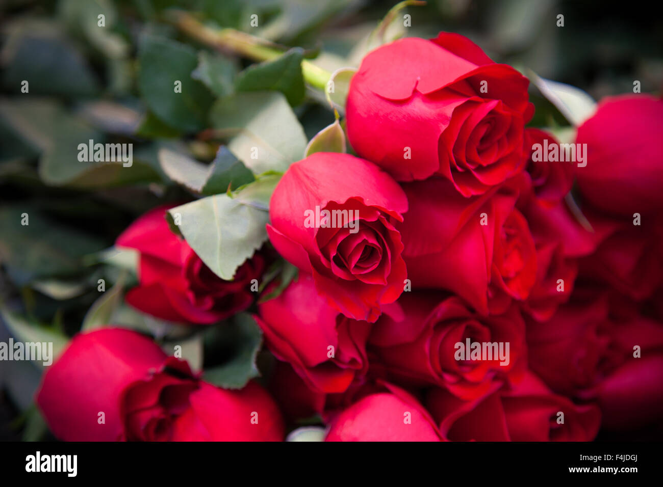 Emotion Floral High Resolution Stock Photography and Images - Alamy