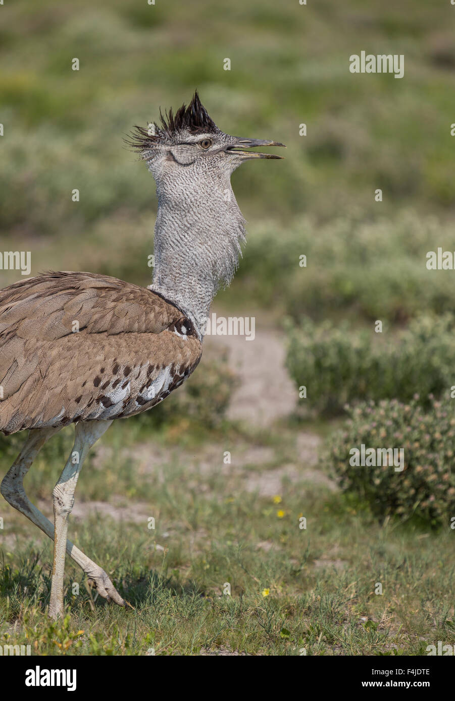 Ludwig's bustard (Neotis ludwigii), Etosha National Park, Namibia ...