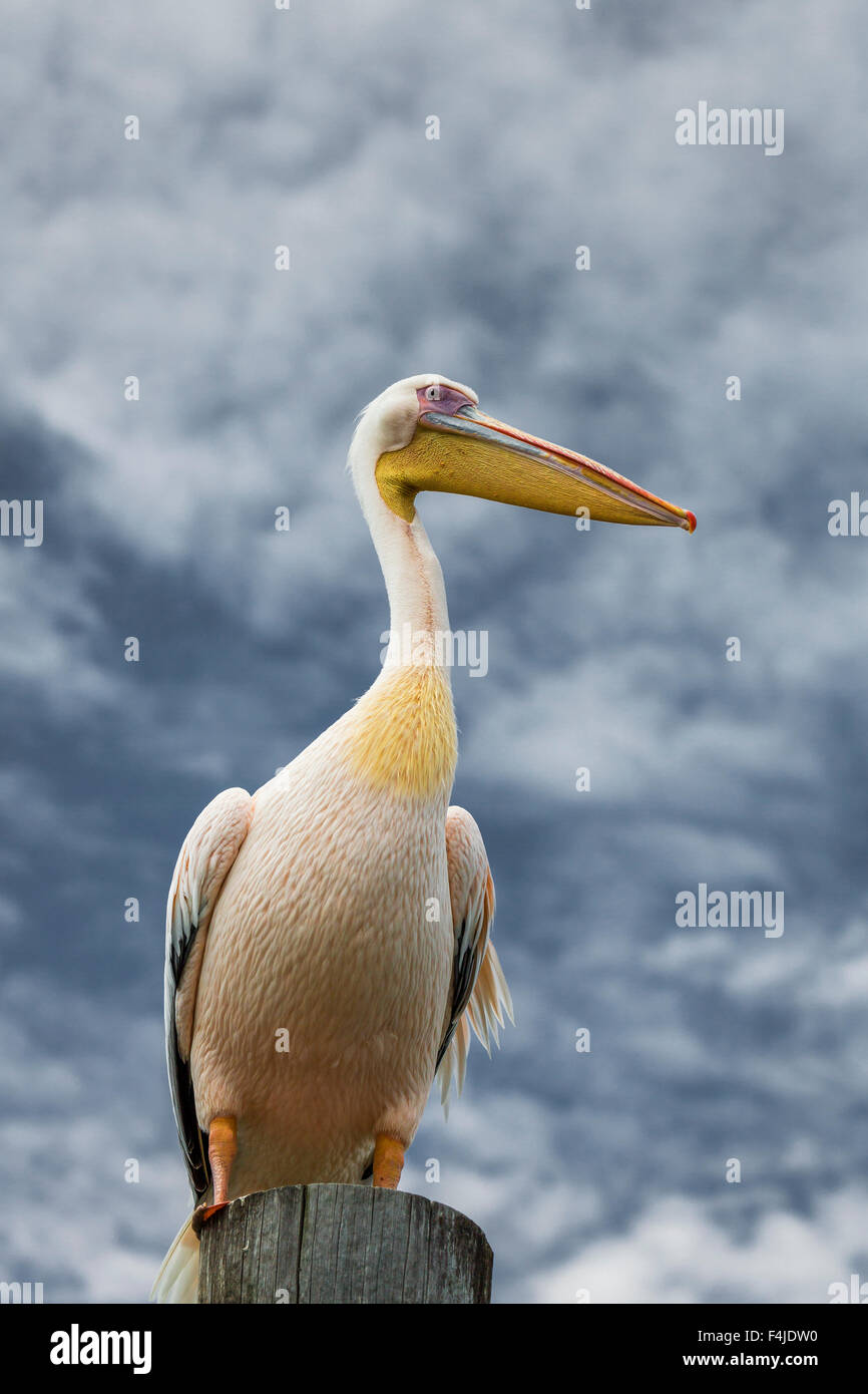 Pelican in Walvis Bay, Namibia, Iceland Stock Photo - Alamy
