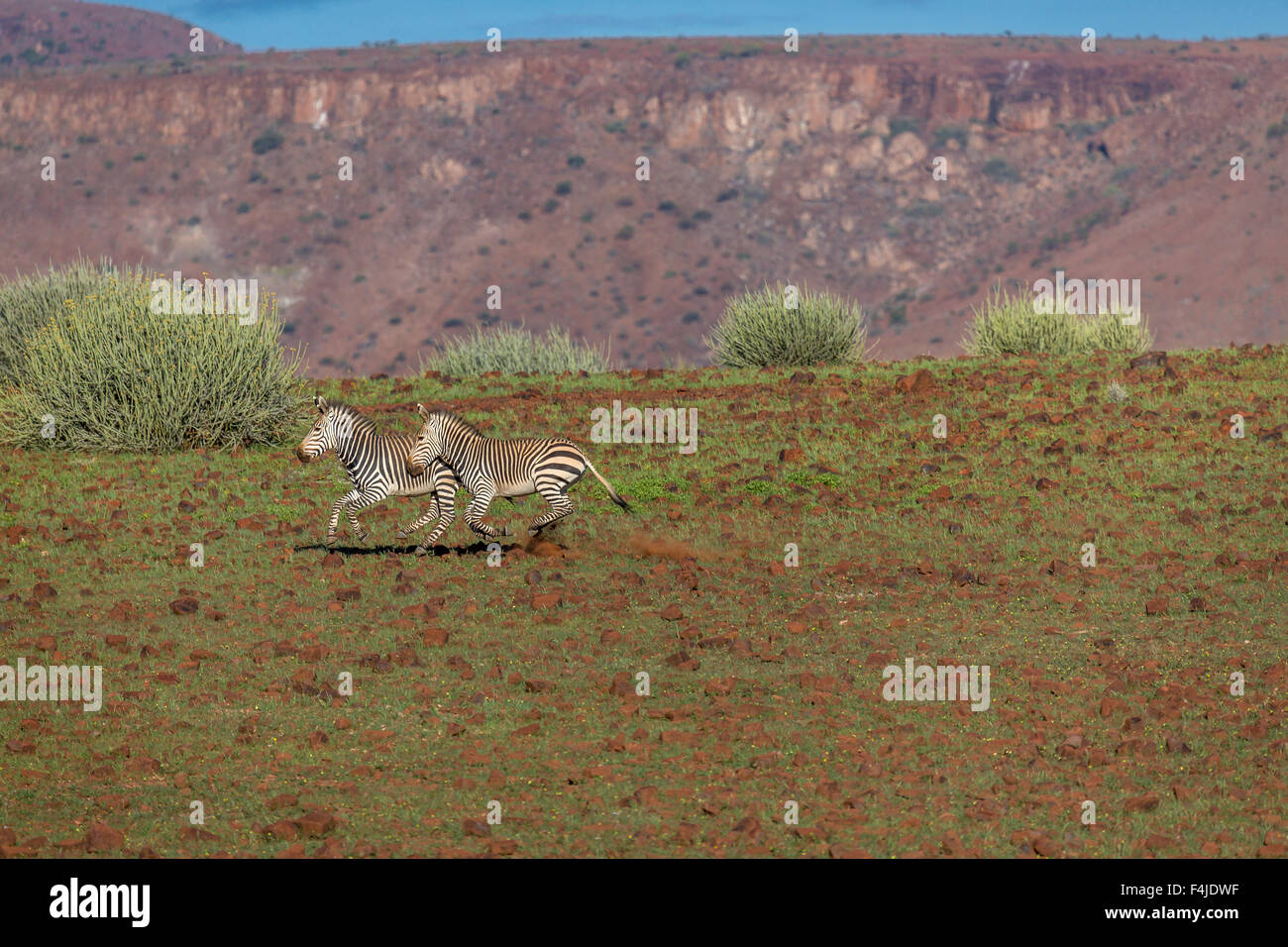 African animals running hi-res stock photography and images - Alamy