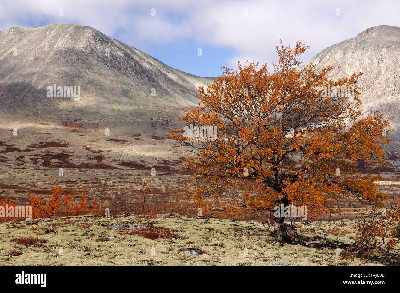 Mountain birch in background hi-res stock photography and images - Alamy