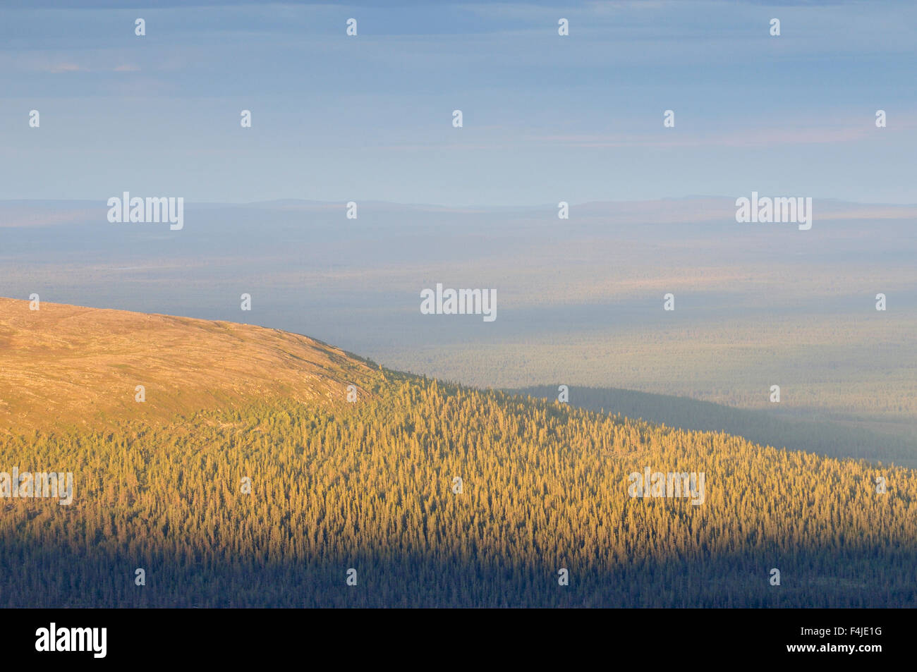 color image Dalarna forest forest landscape horizontal landscape nature ...