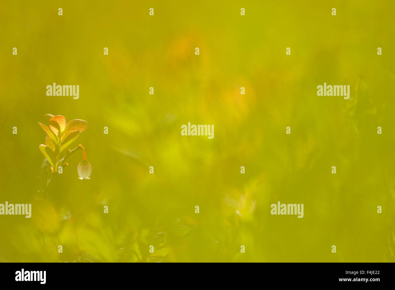 color image Dalarna horizontal leaf nature Scandinavia Sweden Stock ...