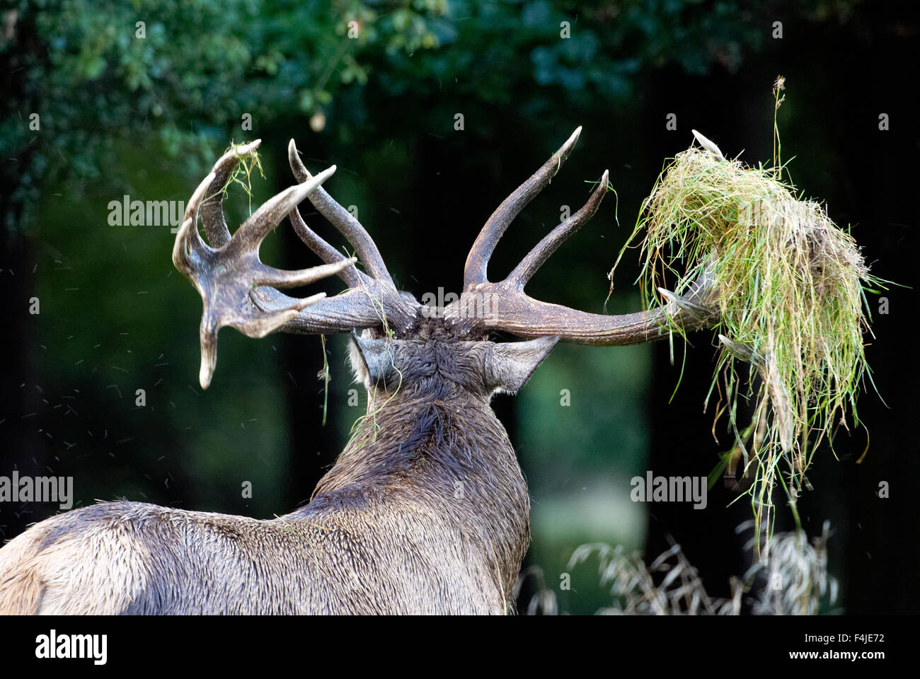Rutting red deer, Denmark Stock Photo - Alamy