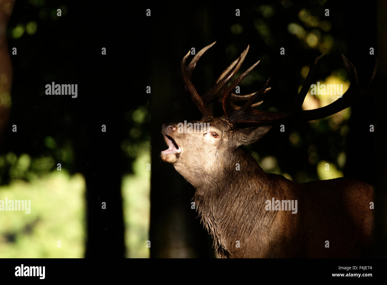 Red deer roaring, Denmark Stock Photo - Alamy