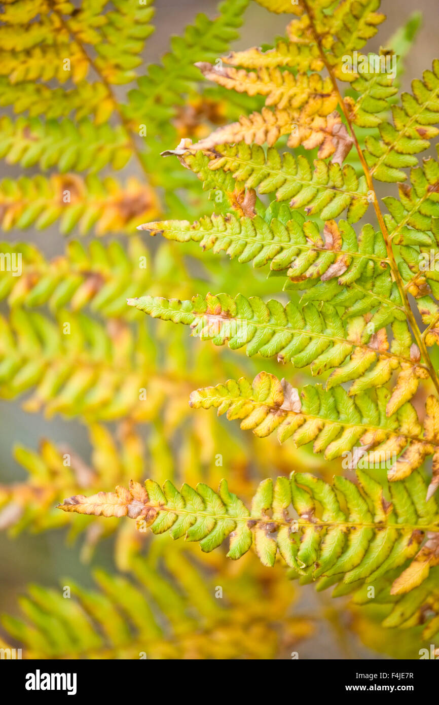 Fern i the autumn, Sweden Stock Photo - Alamy