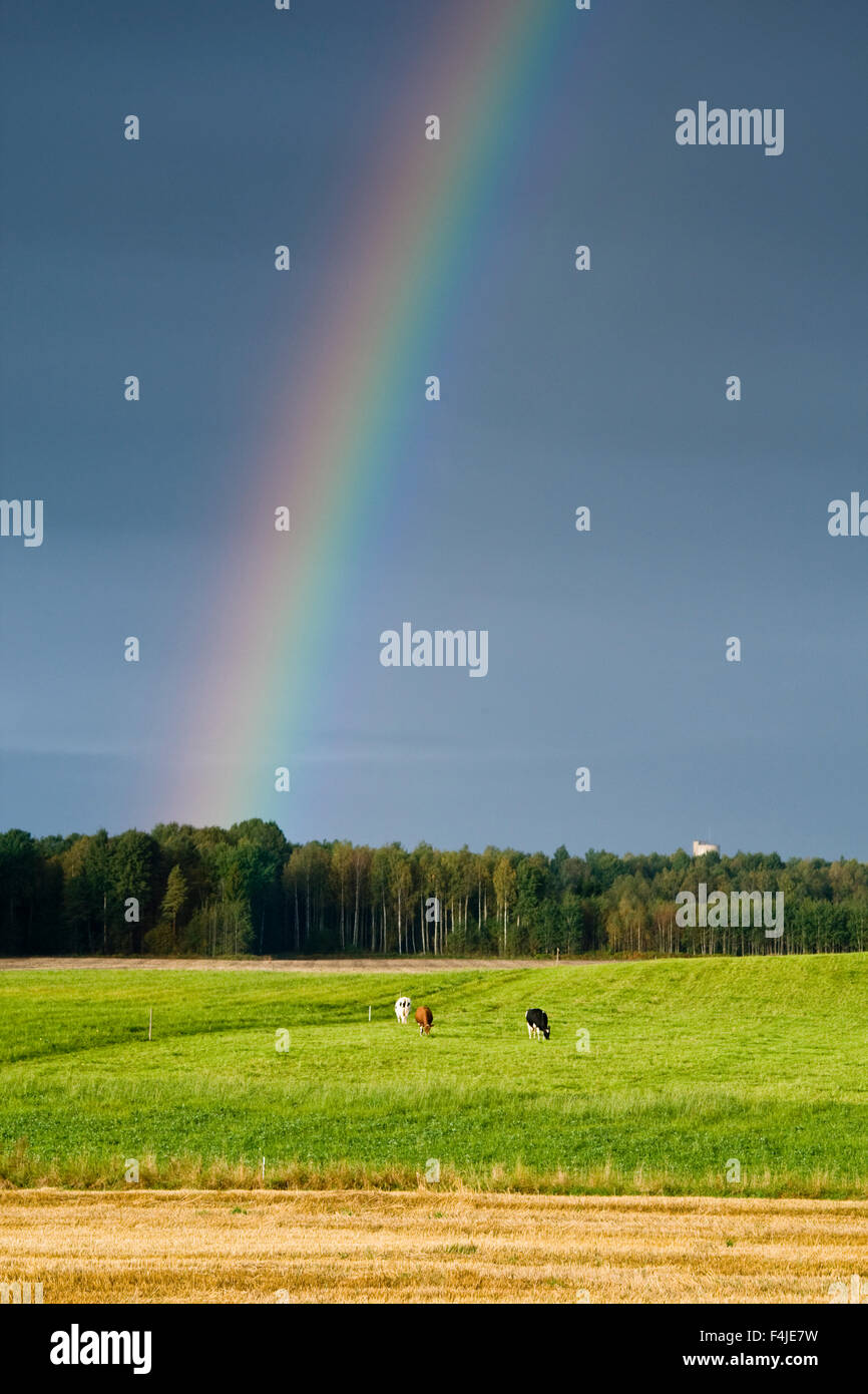Rainbow over a field, Sweden Stock Photo - Alamy