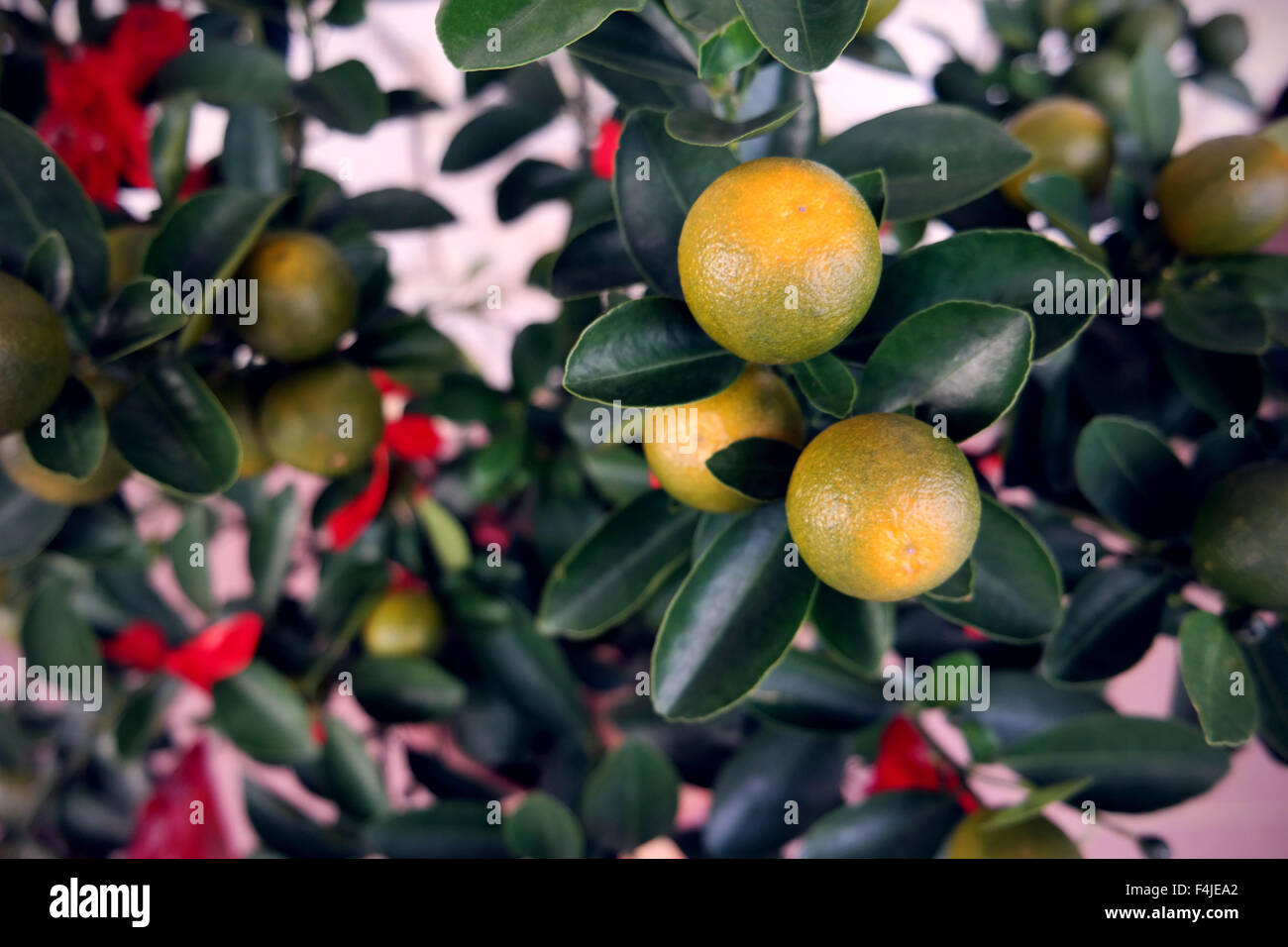 Beautiful Ripe Yellow Green Lime Plant Stock Photo - Alamy