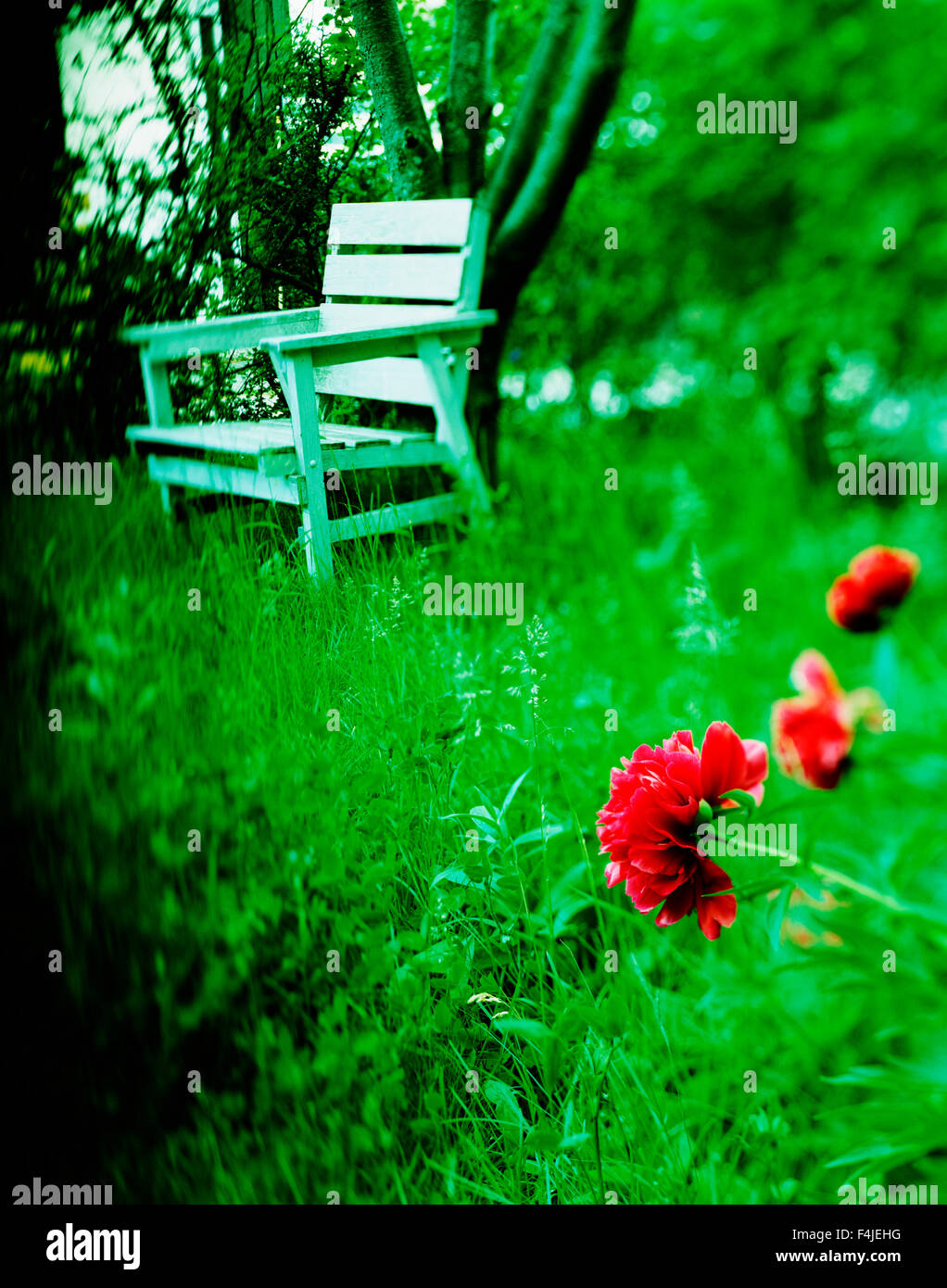 Wooden chair in lawn with flowers in foreground Stock Photo - Alamy