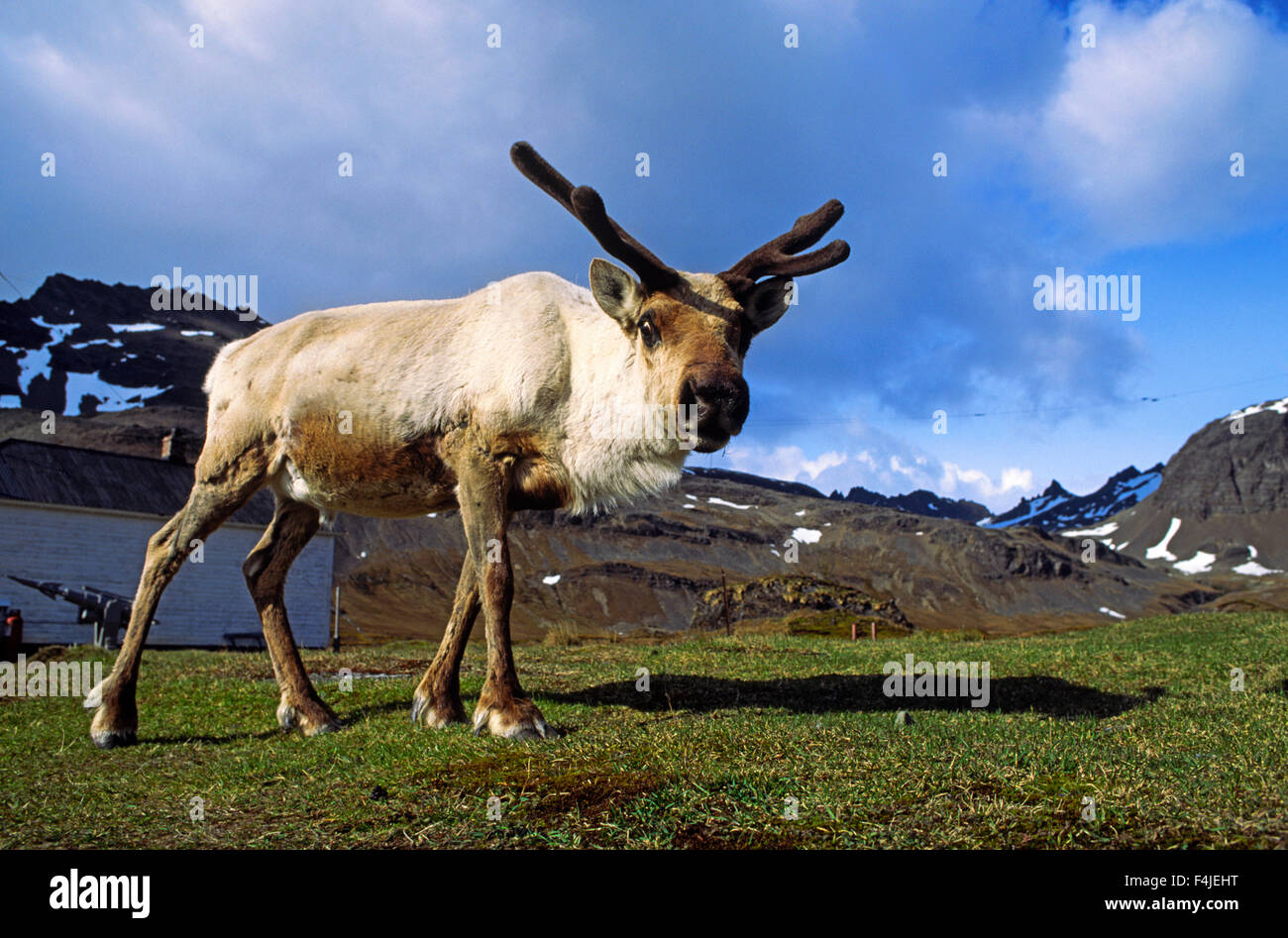 Reindeer in a mountain scenery, South Georgia Stock Photo - Alamy