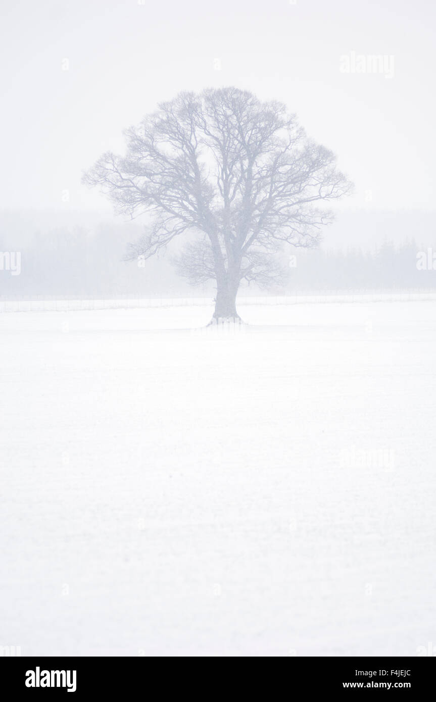 View of oak tree in snow Stock Photo - Alamy